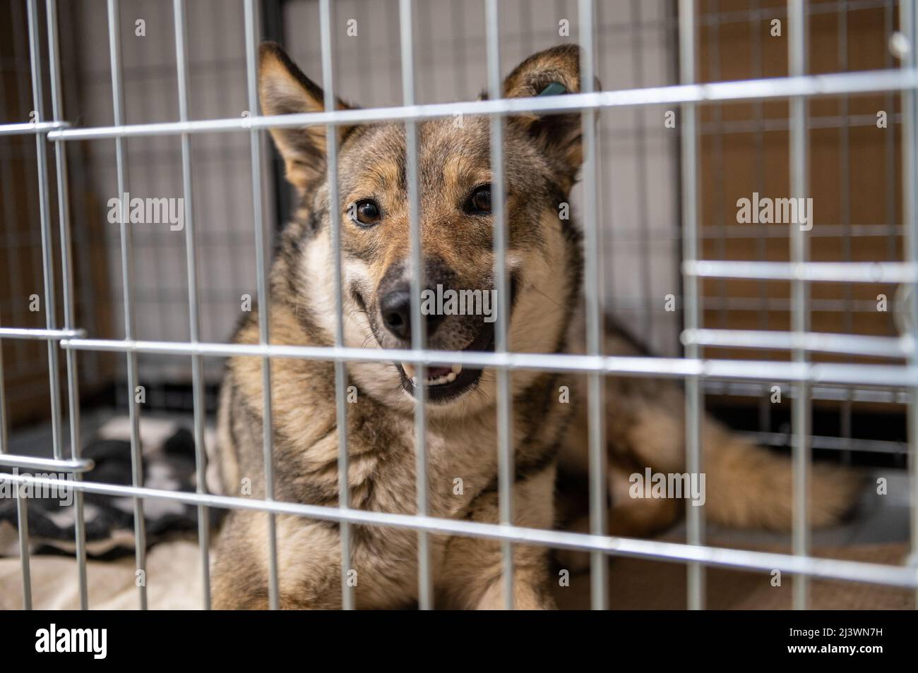 Young homeless dog in an animal shelter. Portrait of homeless dog Stock ...