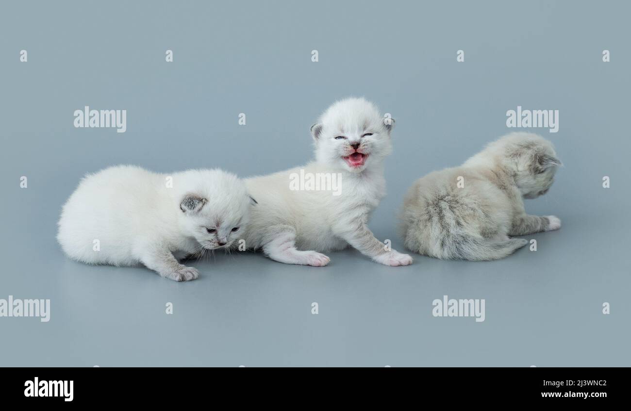 Ragdoll kittens isolated on light blue background Stock Photo - Alamy