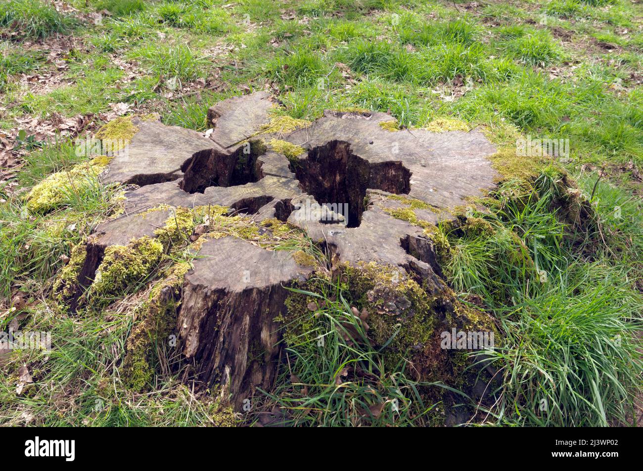 Old gnarled tree stump hi-res stock photography and images - Alamy