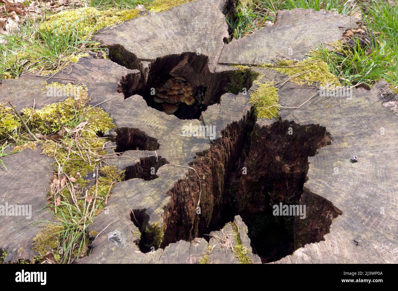 Gnarled tree stump hi-res stock photography and images - Alamy