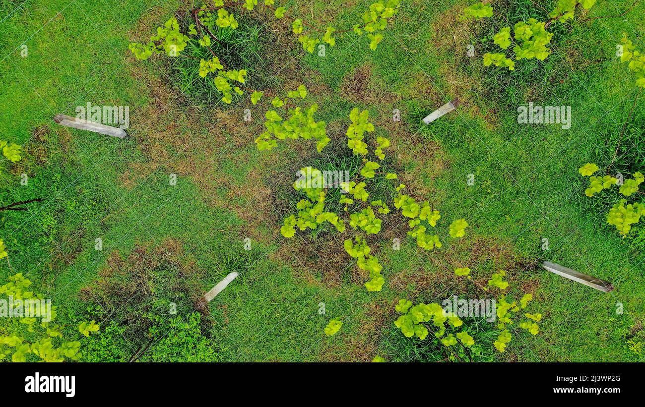 Aerial top down view of vineyards in Pemuteran, Bali. Top down close ...