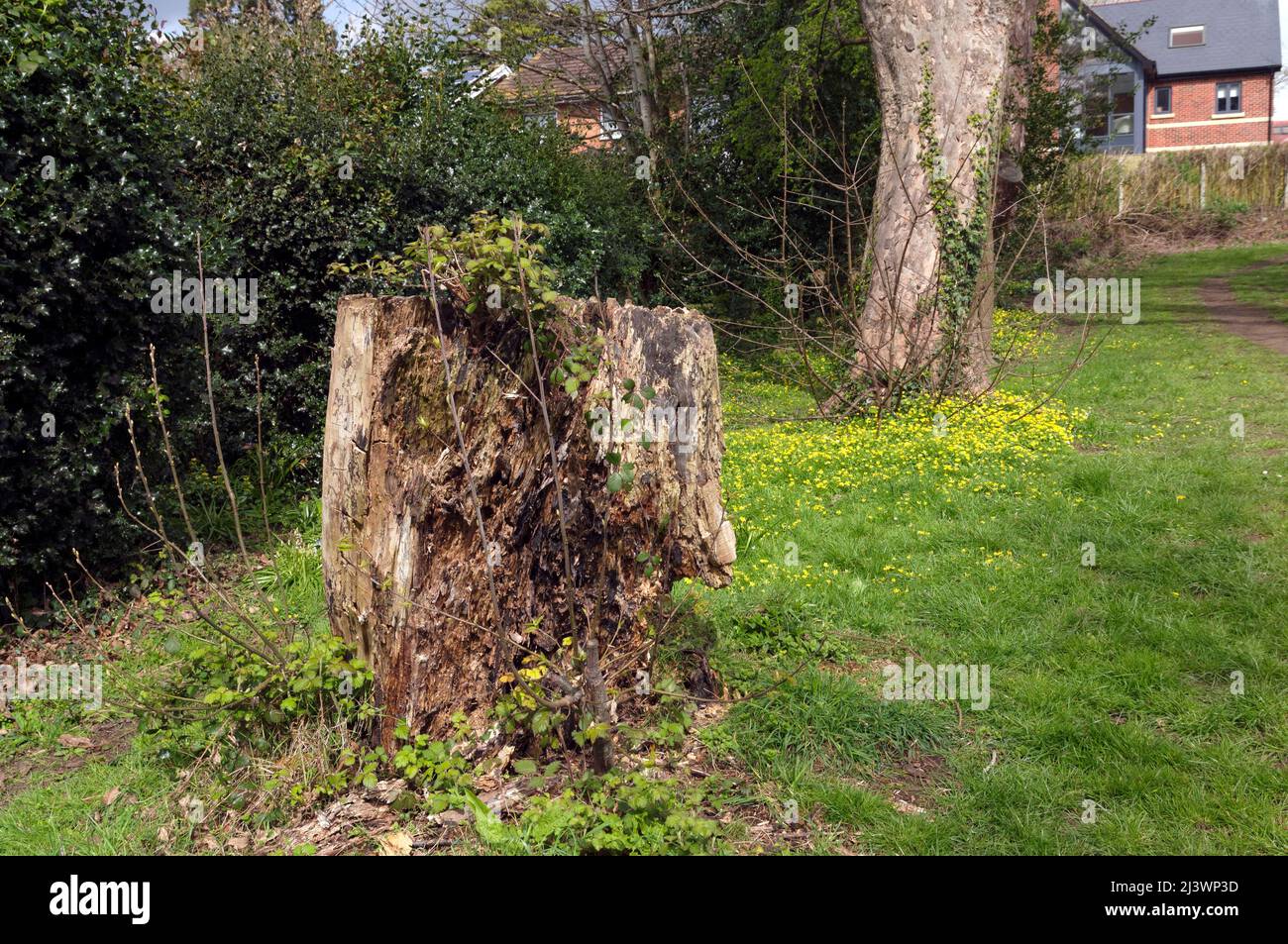 Dead and rotten tree hi-res stock photography and images - Alamy