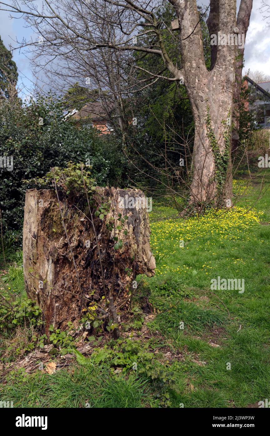Dead and rotten tree hi-res stock photography and images - Alamy
