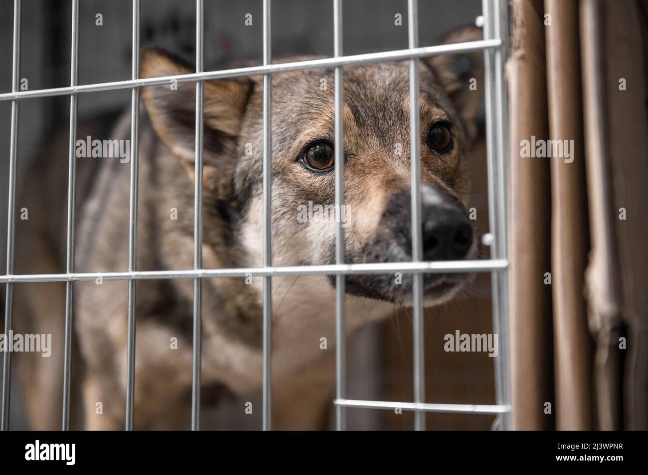 Young homeless dog in an animal shelter. Portrait of homeless dog Stock ...