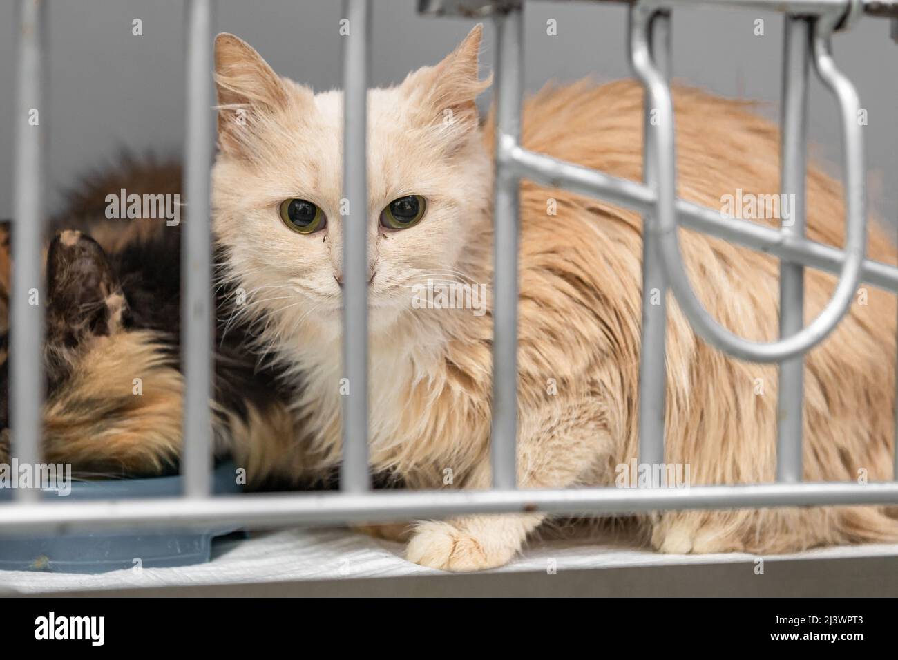 Young homeless cat in an animal shelter. Portrait of homeless kitty ...