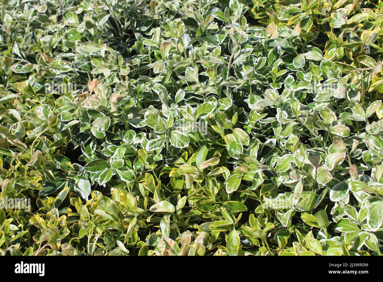japanese spindle tree in the garden Stock Photo - Alamy