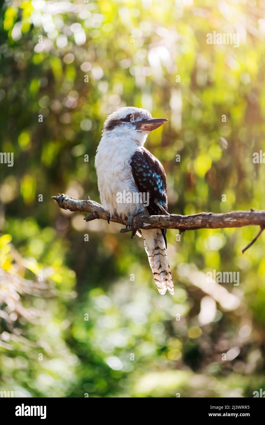 Australian indigenous native animals wildlife fauna hi-res stock ...