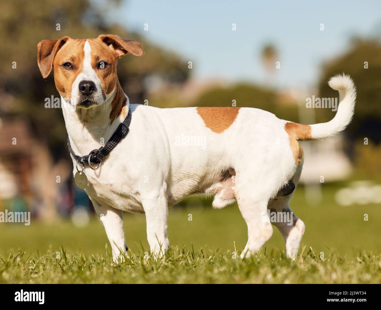 I love the park. Full length shot of an adorable young Jack Russell ...