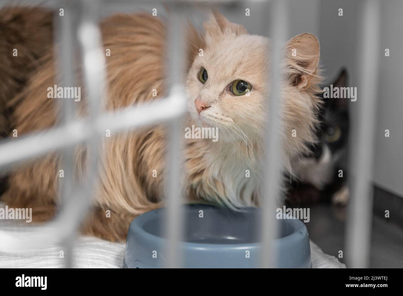 Young homeless cat in an animal shelter. Portrait of homeless kitty ...