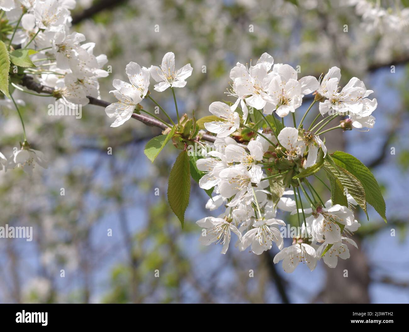 Ornamental twig hi-res stock photography and images - Alamy