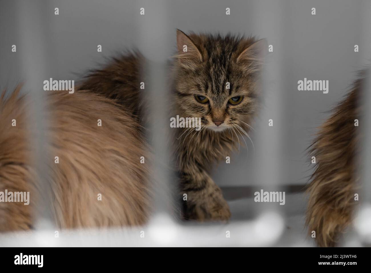 Young homeless cat in an animal shelter. Portrait of homeless kitty ...