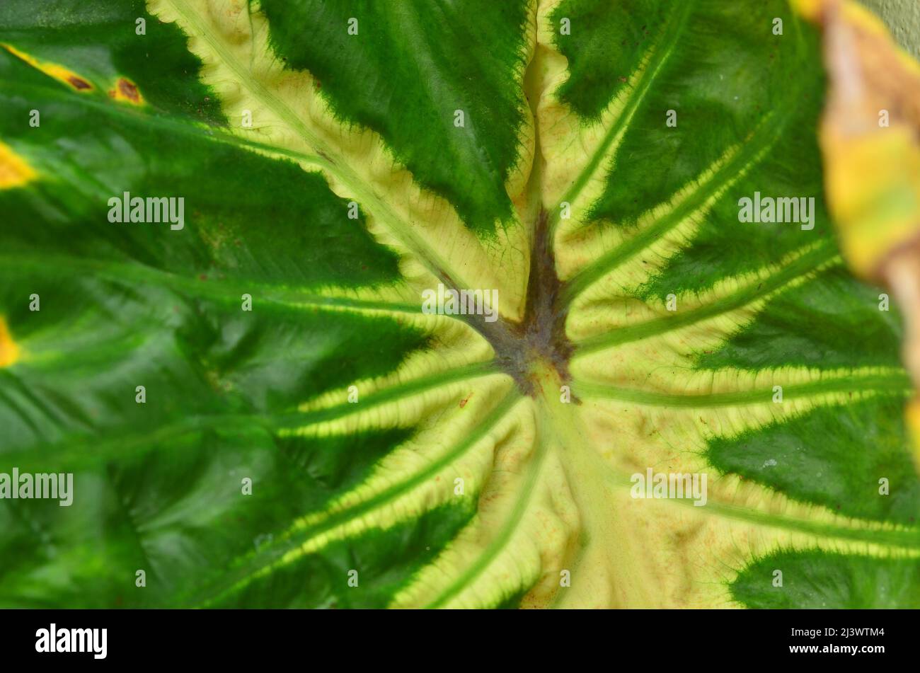 Close up colocasia white lava leaf background Stock Photo - Alamy
