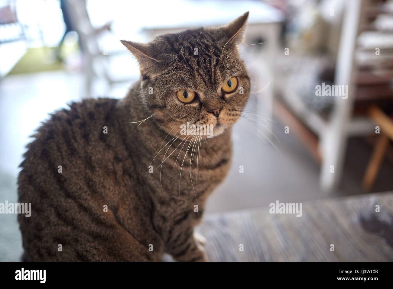 Close-up of a cat face. Portrait of a female kitten. Cat looks curious ...