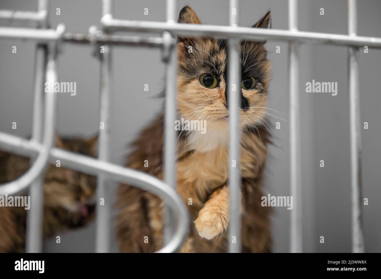 Young homeless cat in an animal shelter. Portrait of homeless kitty ...