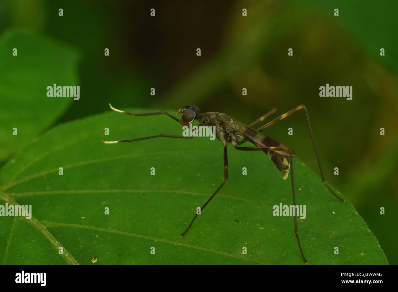 Stilt legged fly resting on leaf with front legs raised. Micropezidae ...