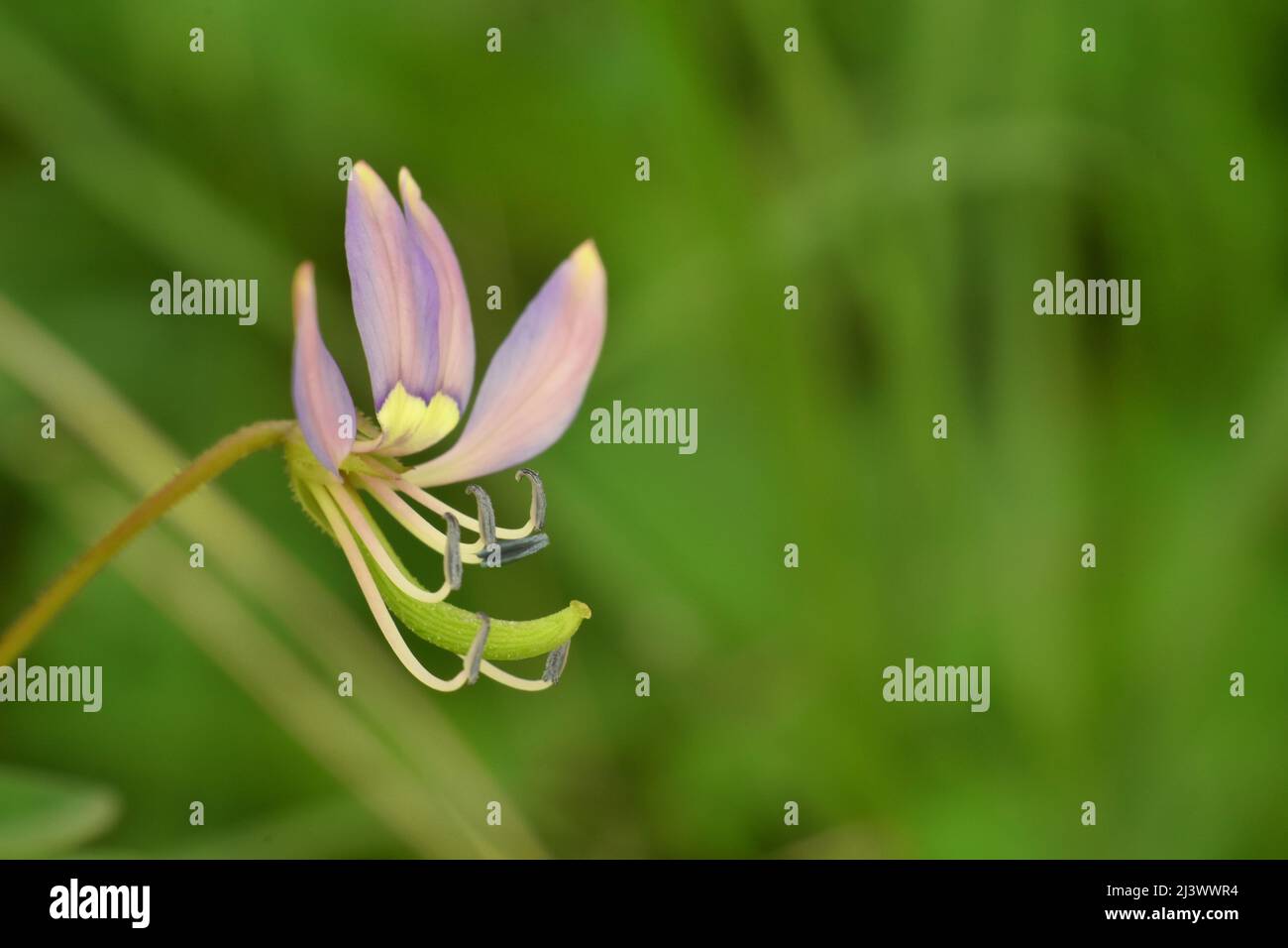 Purple Cleome. Spider weed Stock Photo - Alamy