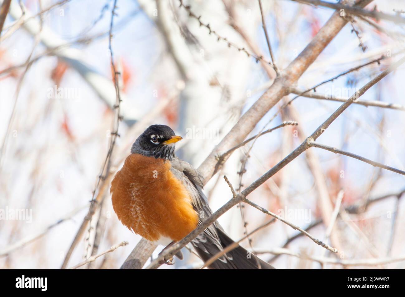 American Robin sits among the branches against the blue, spring sky ...