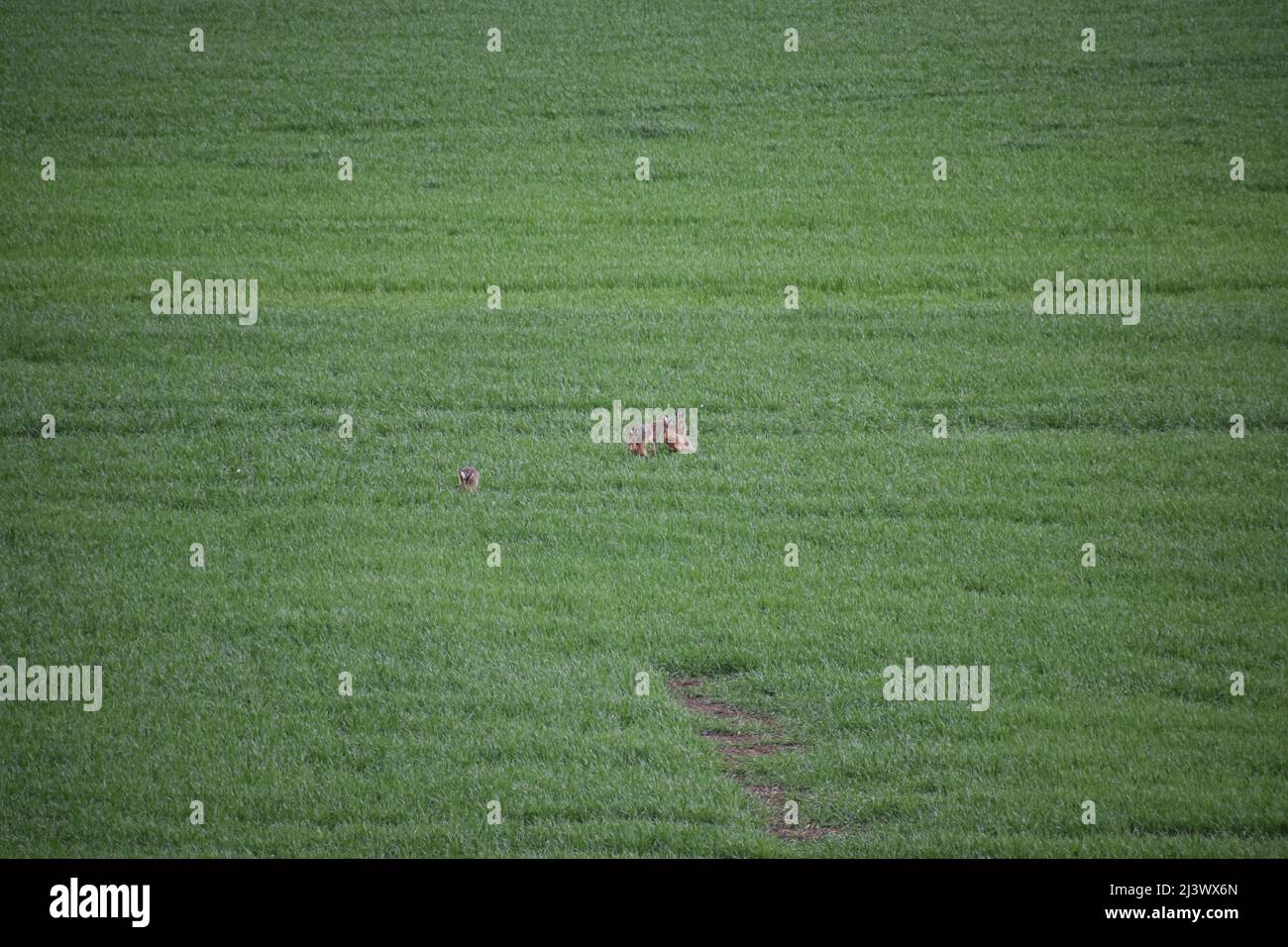 Rabbits mating hi-res stock photography and images - Alamy