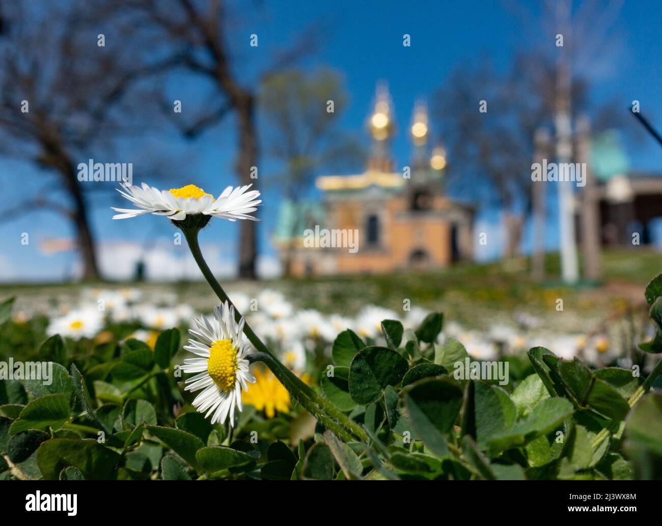 Darmstadt, Germany. 10th Apr, 2022. Daisies bloom on a meadow on ...