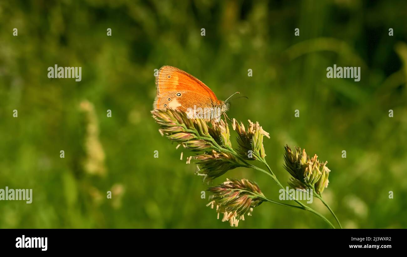 A butterfly with bright red wings.Creative. Macro photography of summer ...