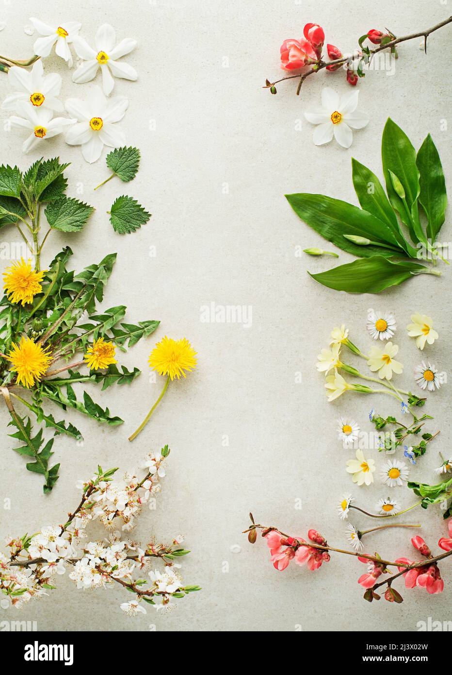 Wild garlic, nettle, dandelion, ground and other medicinal herbs and ...
