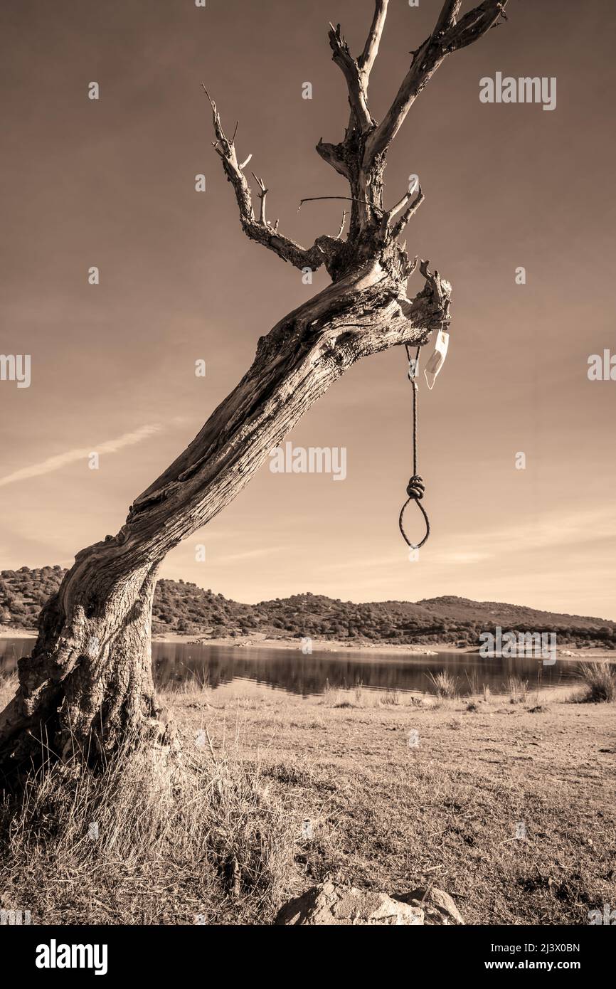 Gallows knot hanging on old withered tree Stock Photo - Alamy