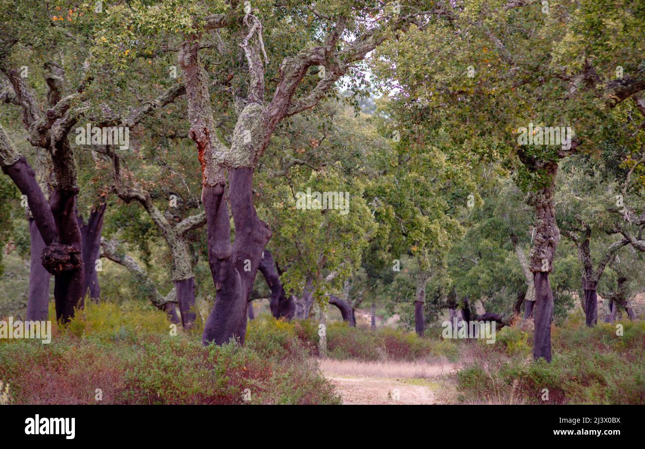 Cork oak forest hi-res stock photography and images - Alamy
