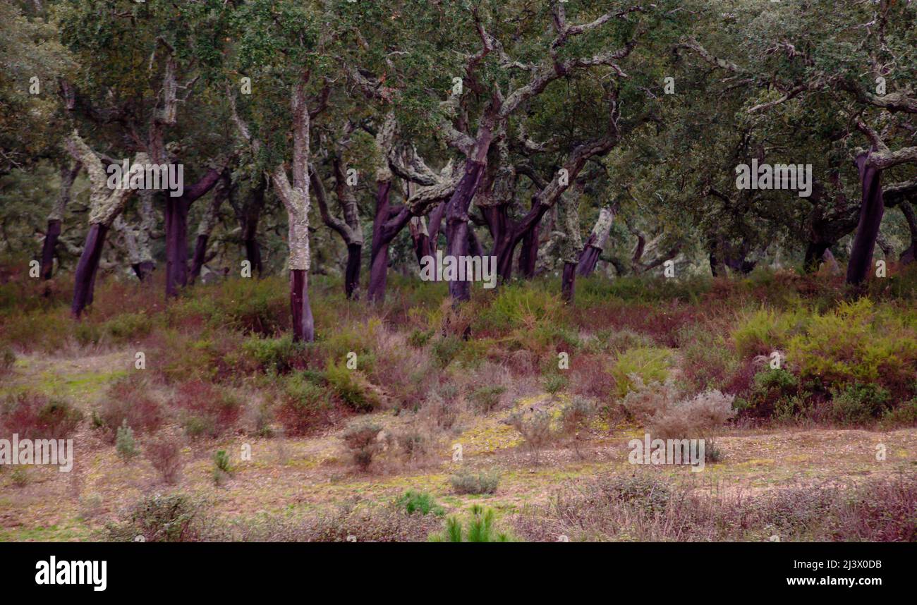 Cork oak forest landscape in the Alentejo Portugal Stock Photo - Alamy