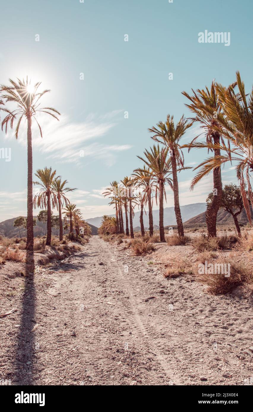 Palm trees in tabernas desert hi-res stock photography and images - Alamy