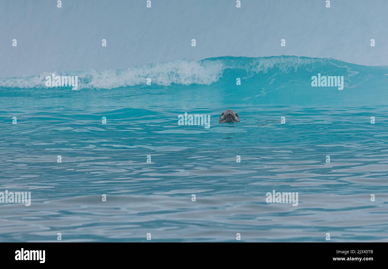 Seal in a wave hi-res stock photography and images - Alamy