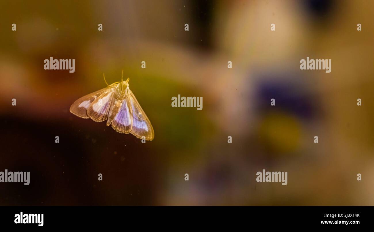 bottom view of a box tree moth, common and invasive insect in europe ...