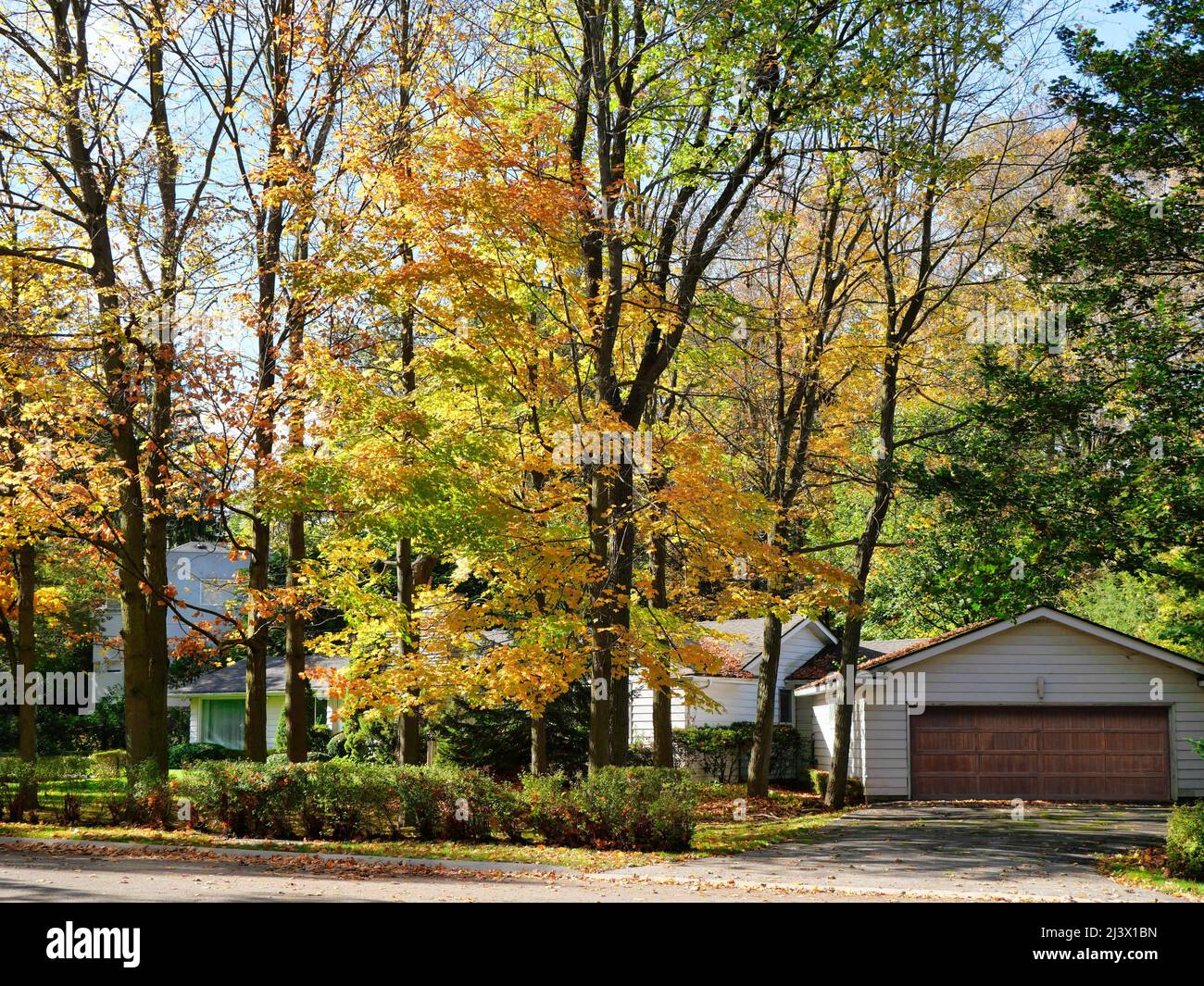 Suburban residential neighborhood with dense trees and fall foliage ...