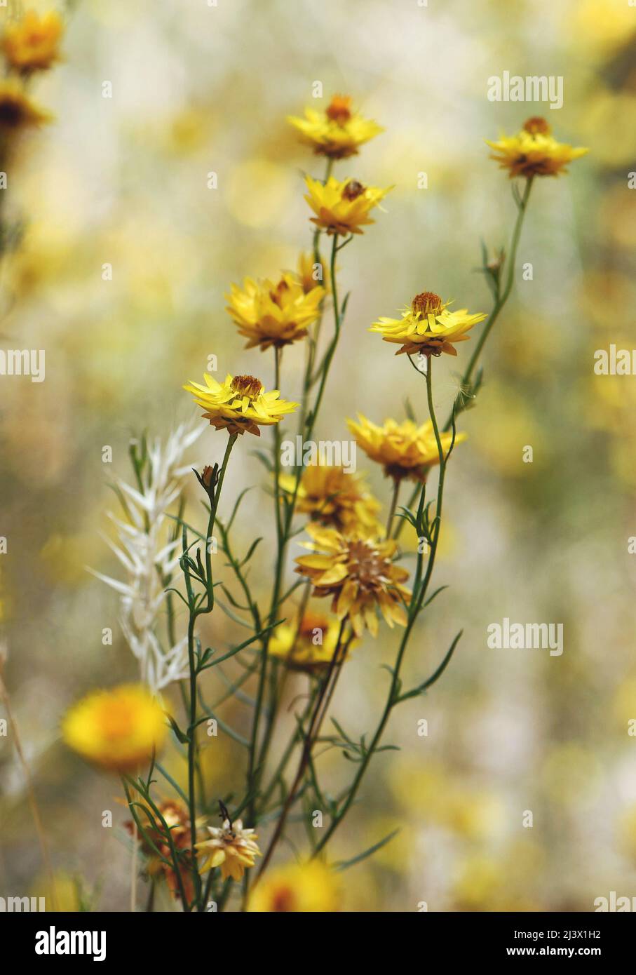 Yellow flowers of the eastern Australian native Sticky Everlasting ...