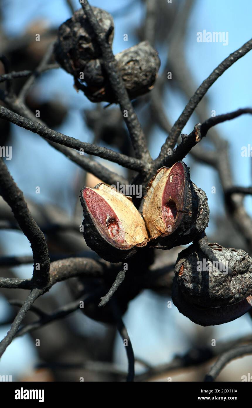 Burnt and blackened fruit or seed pod of the Australian native ...