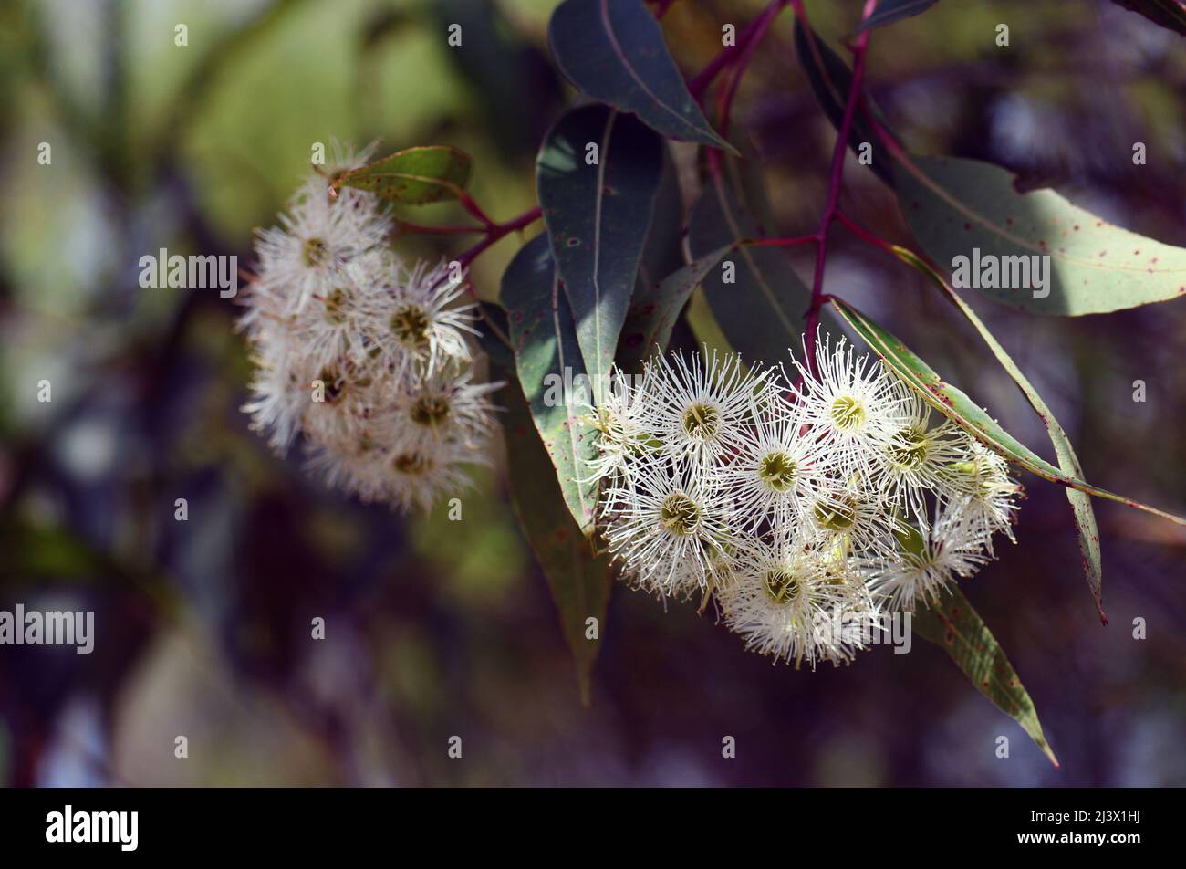 Bloodwood tree hi-res stock photography and images - Alamy