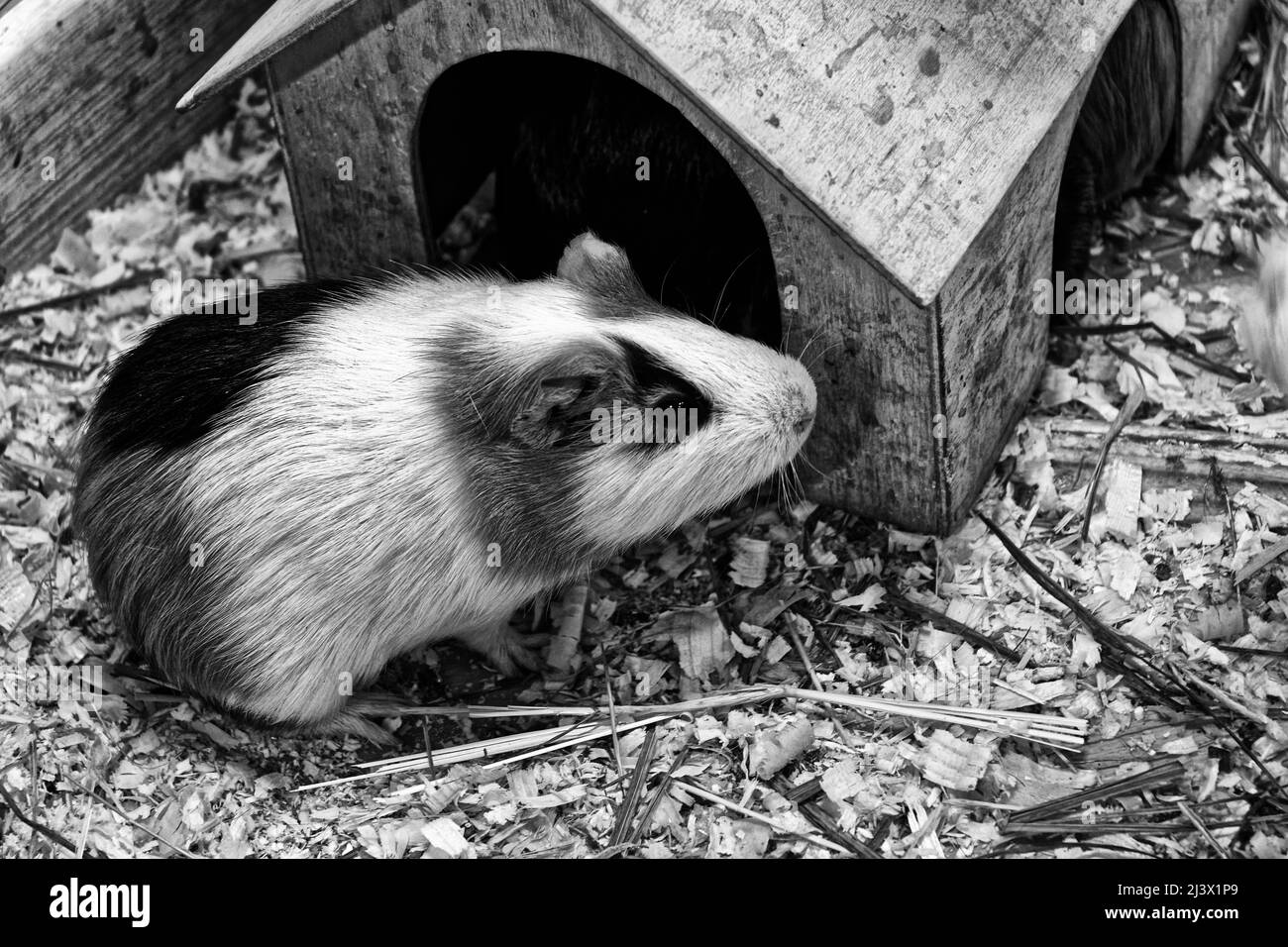 Animal guinea pig Black and White Stock Photos & Images - Alamy