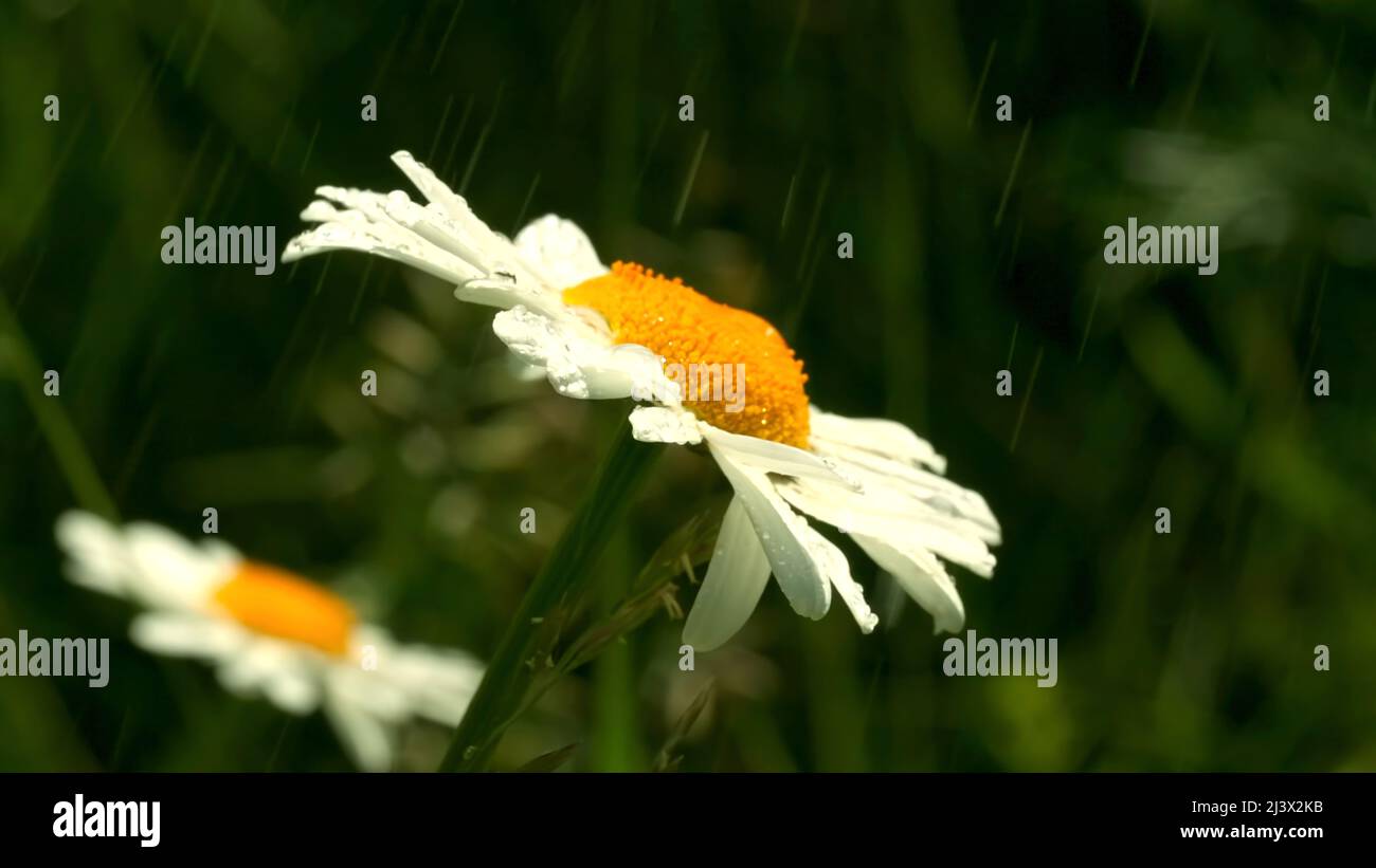 Beautiful daisies are watered on sunny summer day. Creative. Close-up ...