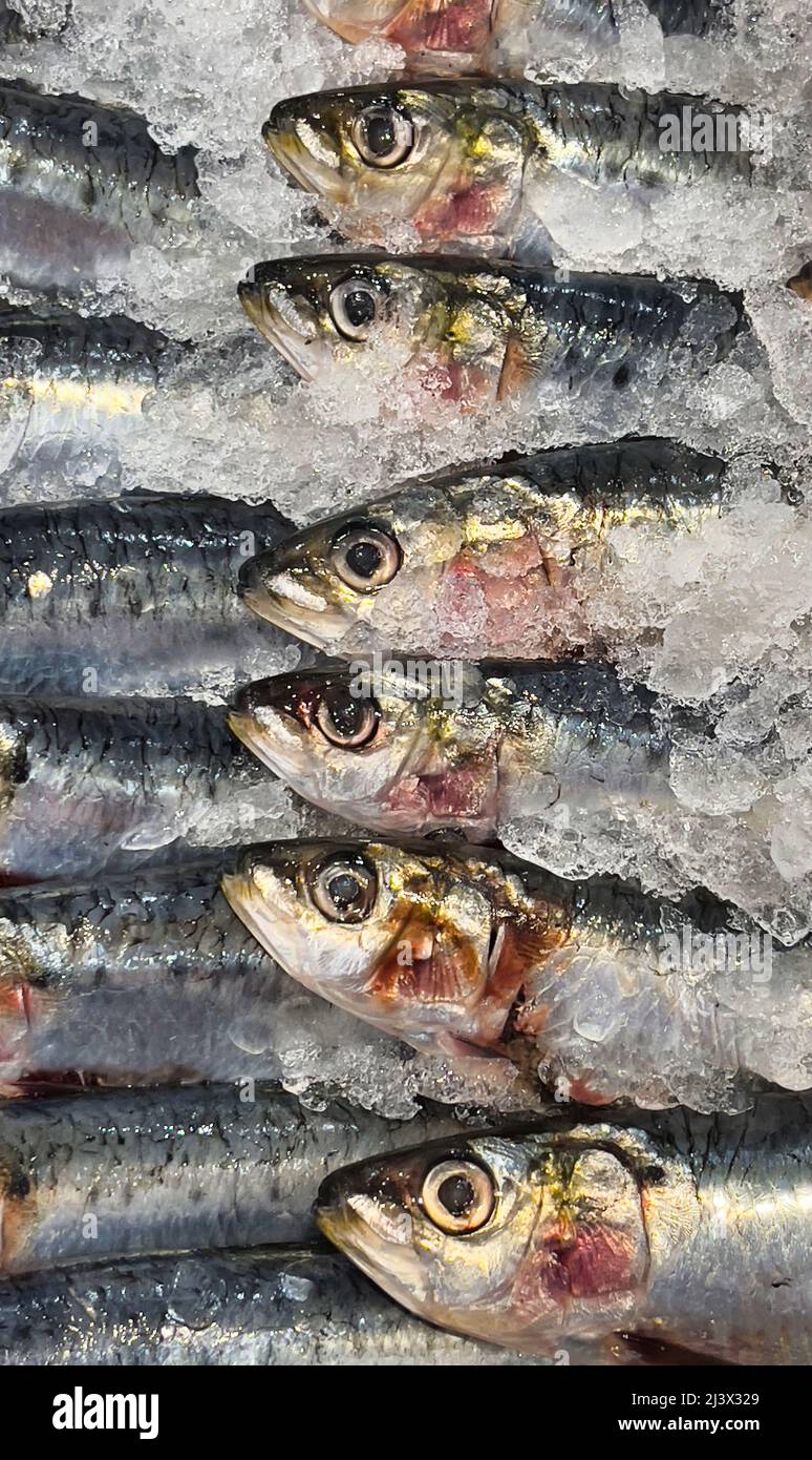 Display of sardines hi-res stock photography and images - Alamy
