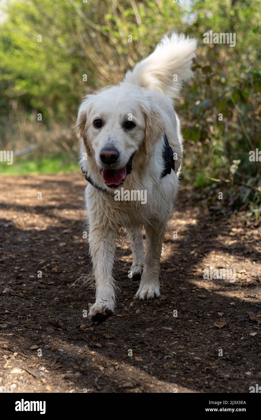 Woman walking yellow labrador retriever hi-res stock photography and ...
