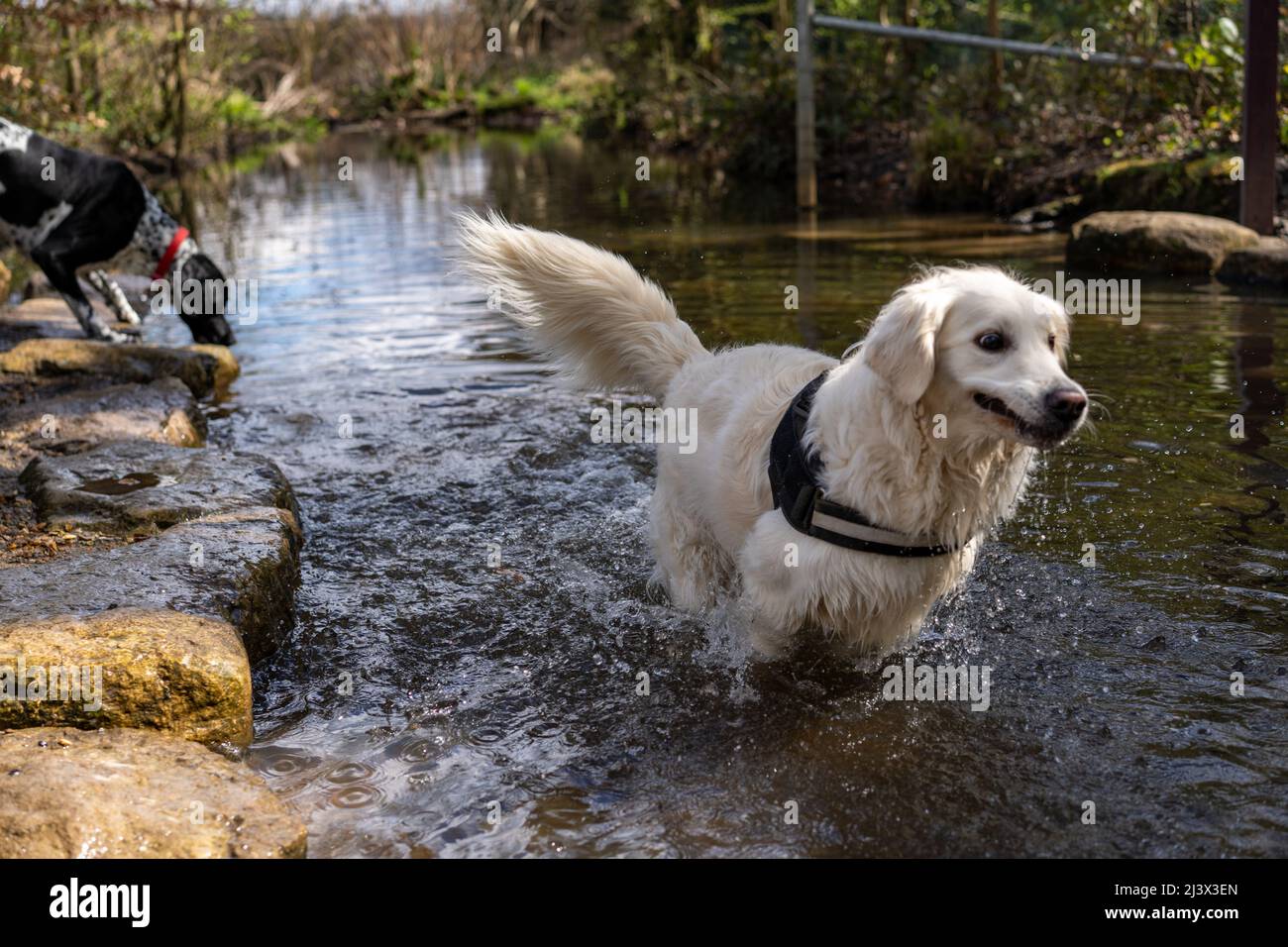 Golden Retriever In River Running Stock Photo - Alamy