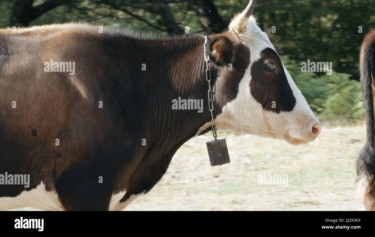 Farm animals. Creative. Cows of different colors standing next to each ...