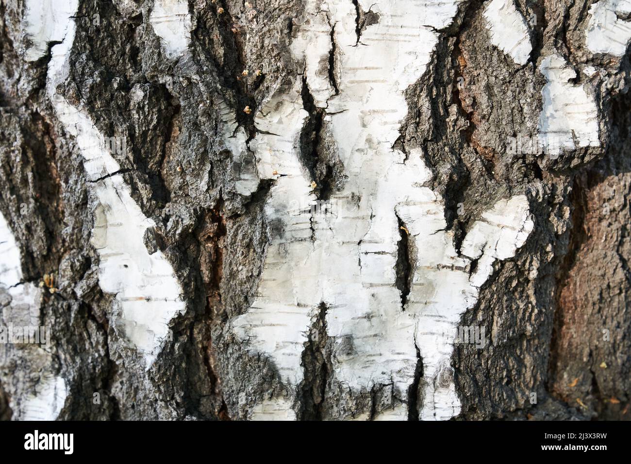 The trunk of a birch tree. Black and white stripes and cracked natural ...