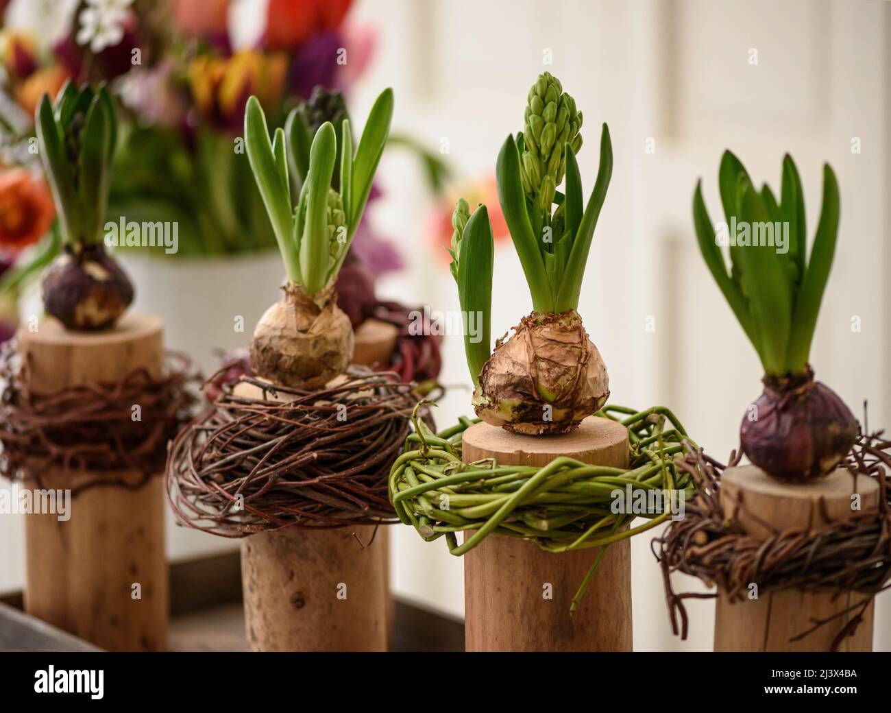 Tulip bulbs with young flower sprouts. Plants are placed on wooden logs ...