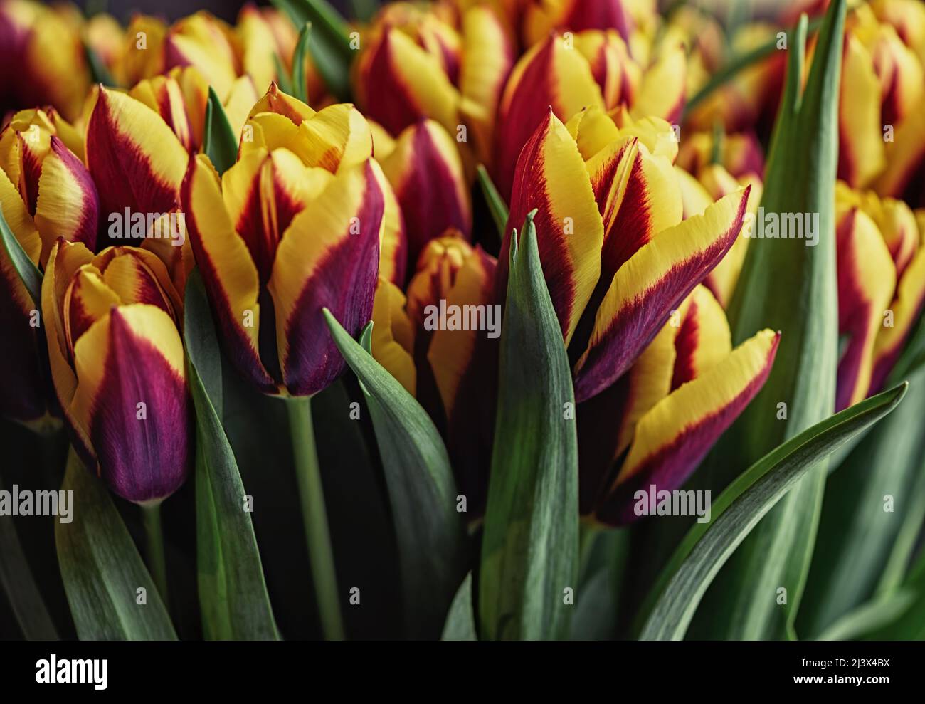 Two tone color flowers hi-res stock photography and images - Alamy