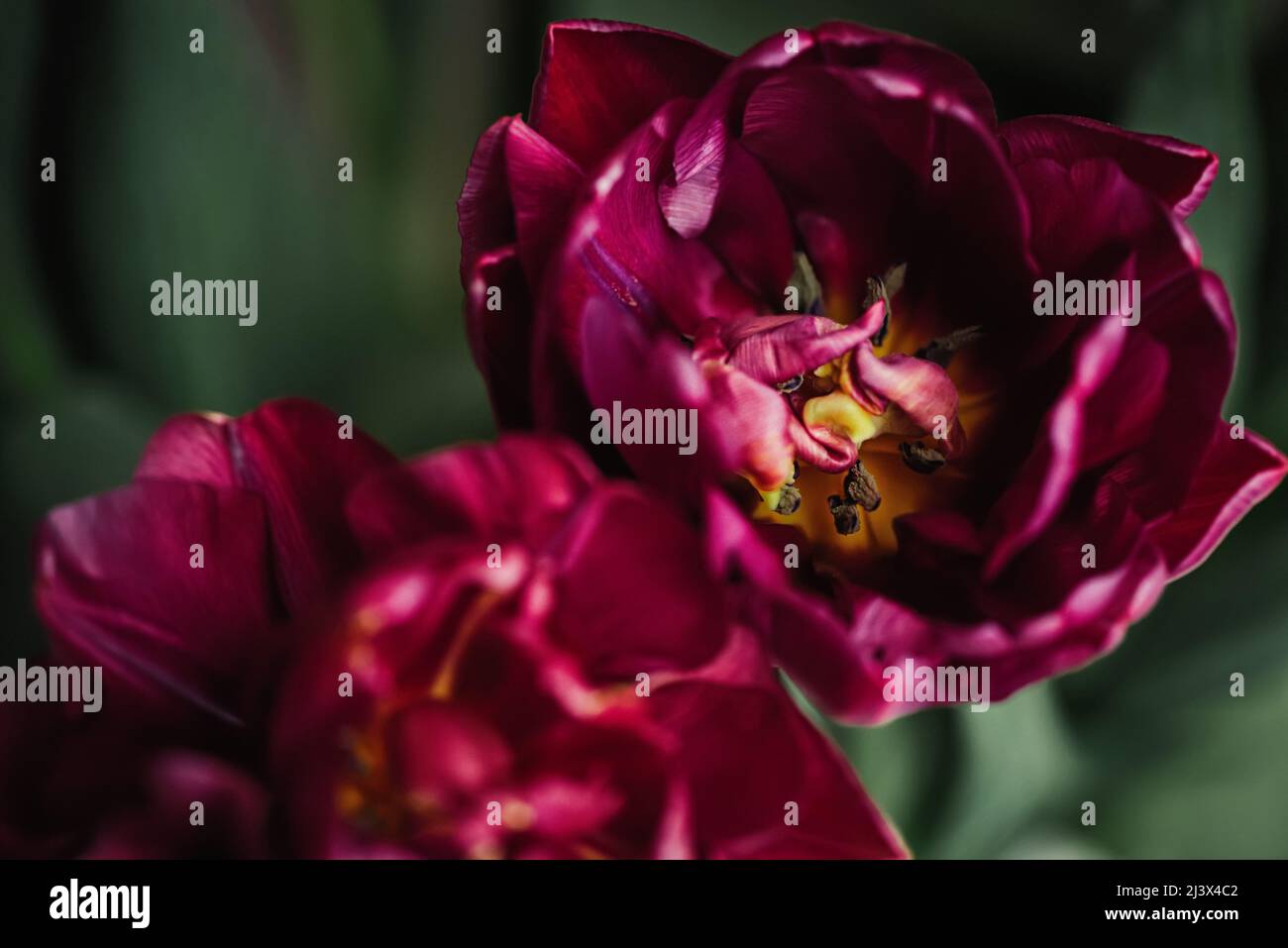 Opened tulip bud close up. Soft focus Stock Photo - Alamy
