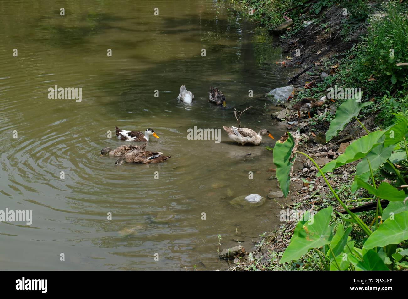 The celebration of Vel Vel, a south indian Festival Stock Photo - Alamy