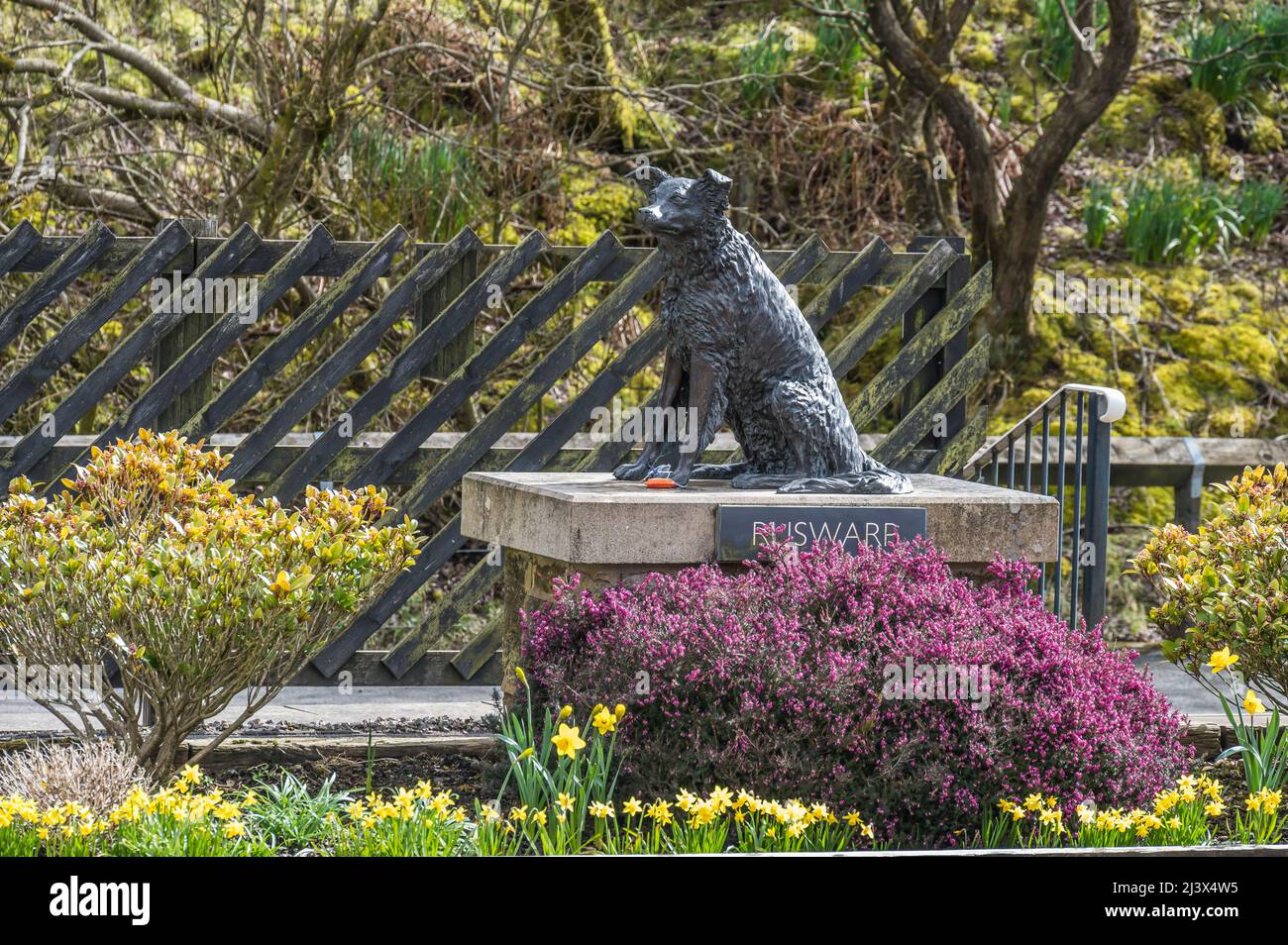 Loyal ruswarp the border collie dog hi-res stock photography and images ...