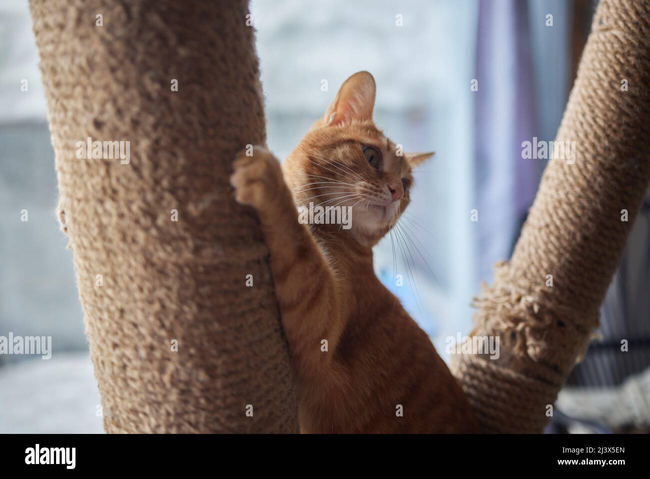 Funny domestic cat climbs up the cat pole Stock Photo - Alamy