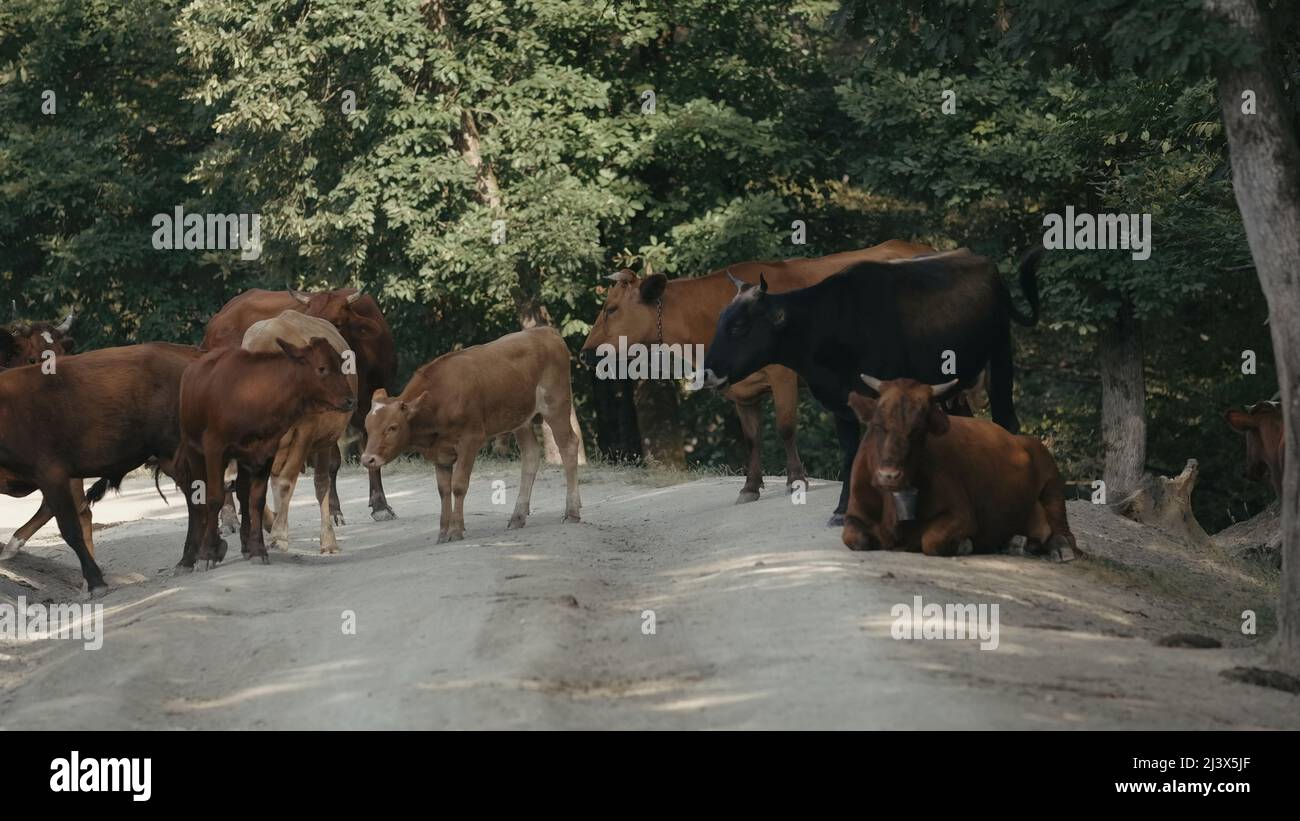 Farm animals. Creative. Cows of different colors standing next to each ...