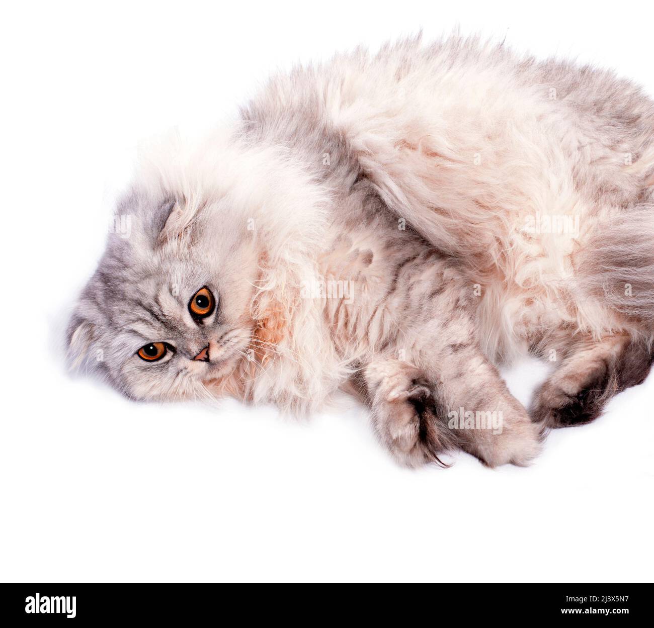 Scottish fold longhair Highland cat silver chinchilla lies in a bun on ...